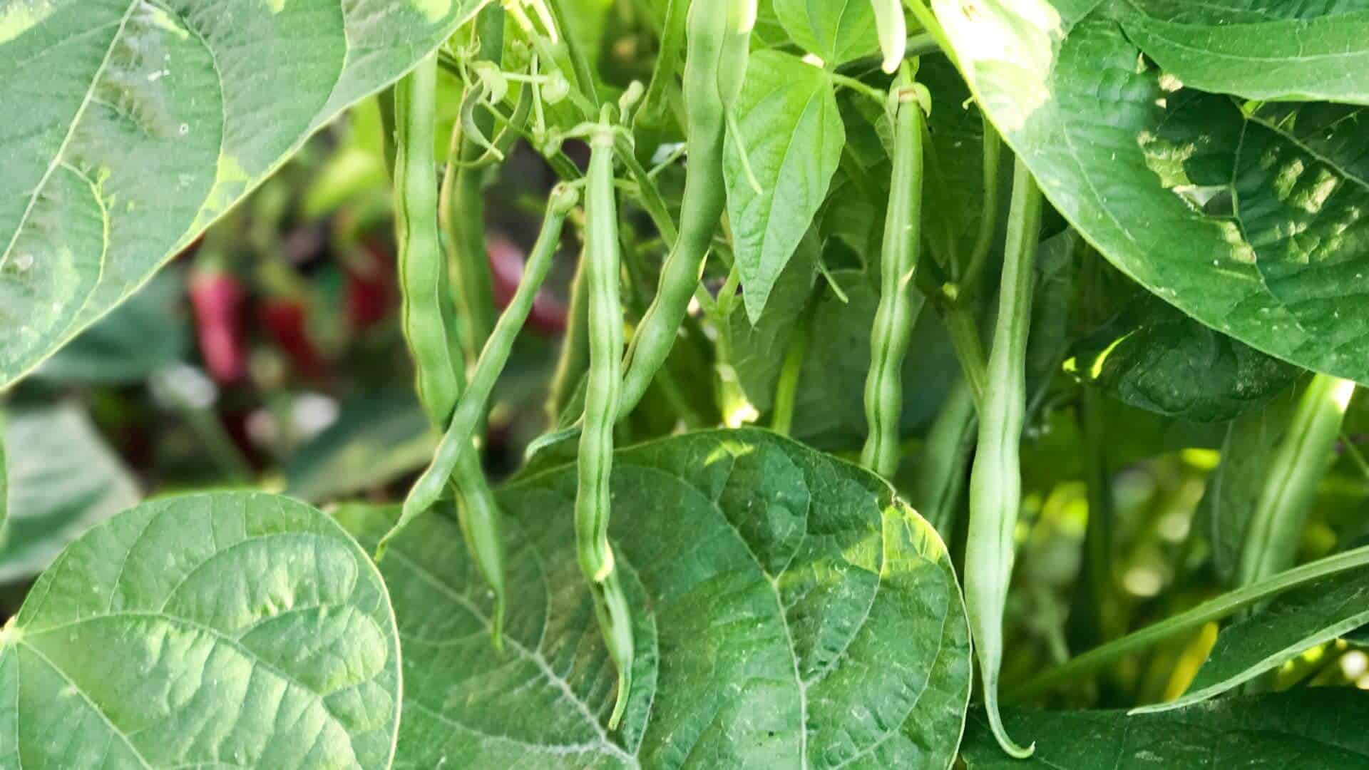 Save By Making Your Own Raised Bed Potting Soil Mix From Seed To Spoon save-by-making-your-own-raised-bed-potting-soil-mix-from-seed-to-spoon