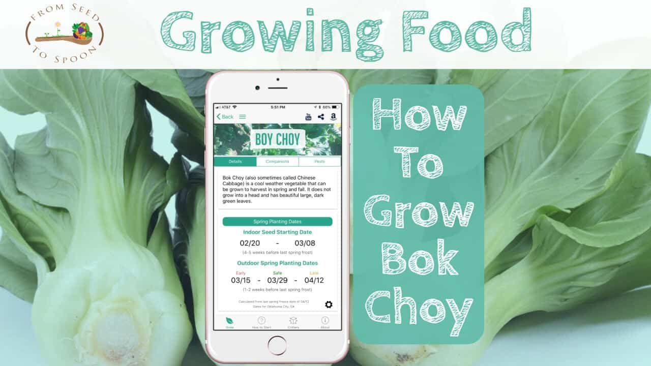 Bok Choy: How to Grow and When to Plant in Your Backyard or Patio ...