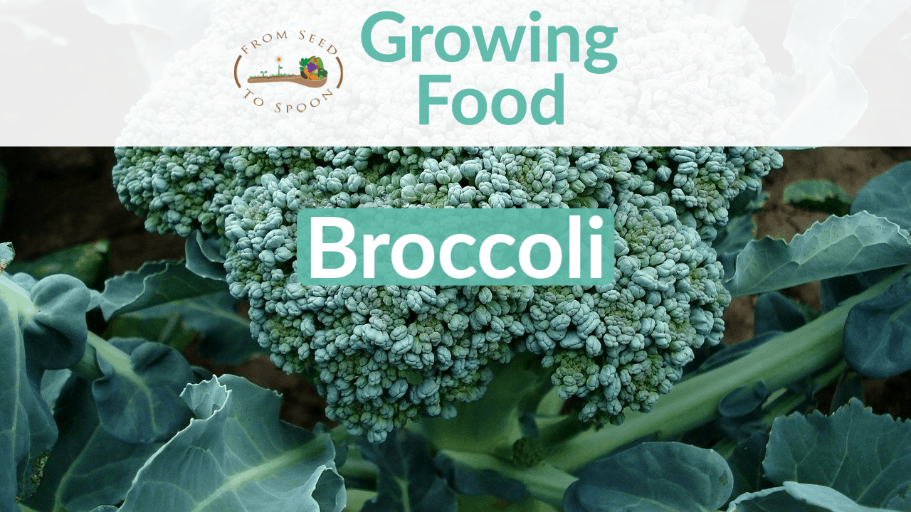Broccoli: How to Grow and When to Plant in Your Backyard or Patio ...