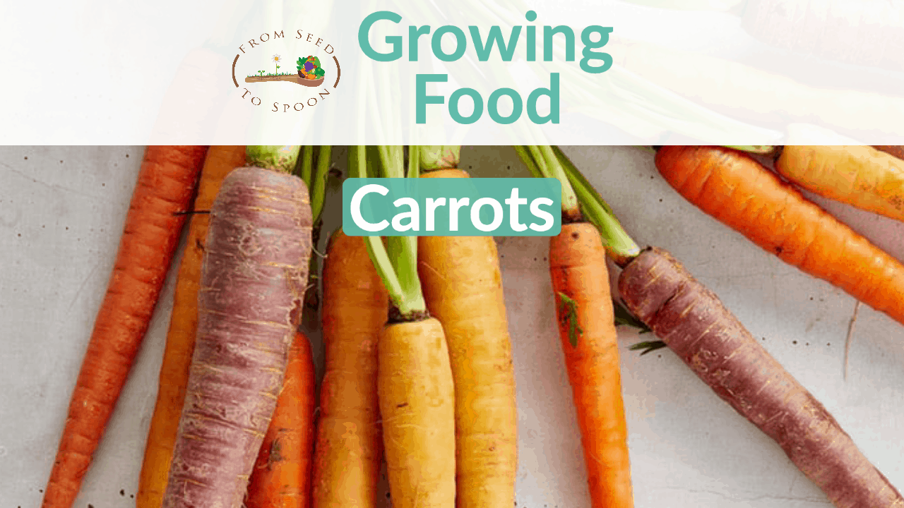 Carrots: How to Grow and When to Plant in Your Backyard or Patio Garden ...