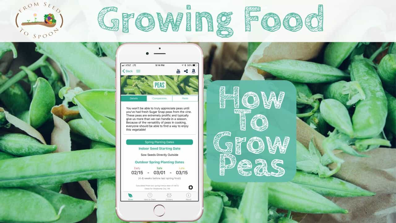 Peas: How to Grow and When to Plant in Your Backyard or Patio Garden ...