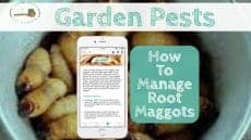 Garden Pests: How to Manage Root Maggots in Your Garden – From Seed to ...