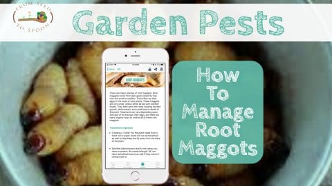 Garden Pests: How to Manage Root Maggots in Your Garden – From Seed to ...