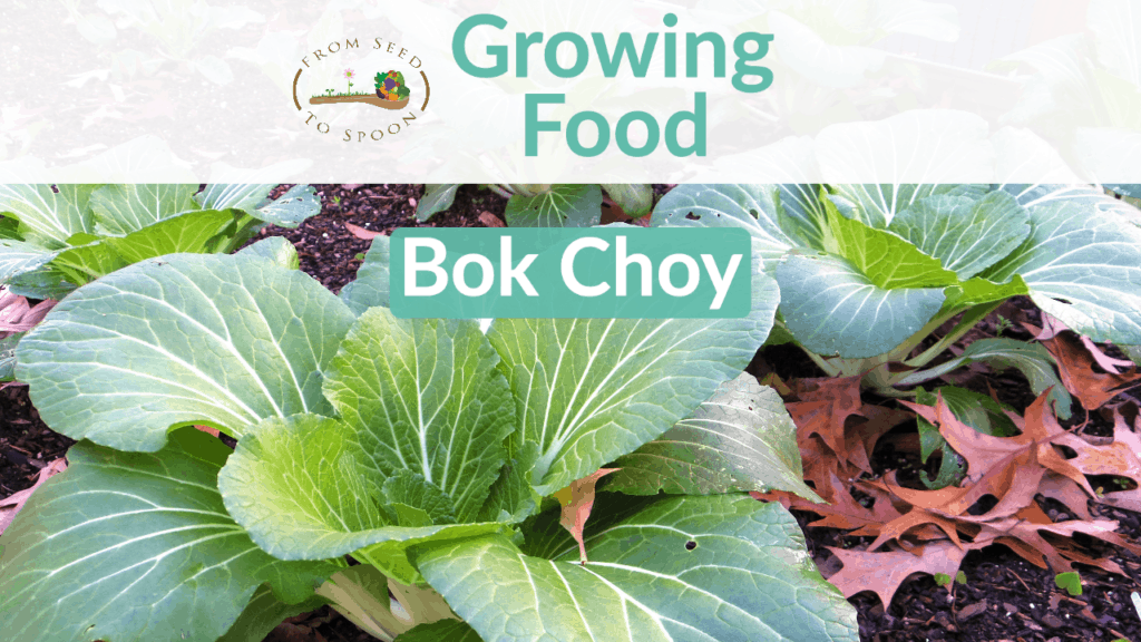 Bok Choy: How to Grow and When to Plant in Your Backyard or Patio ...