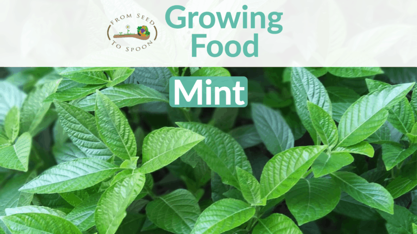 Mint: How to Grow and When to Plant in Your Backyard or Patio Garden ...
