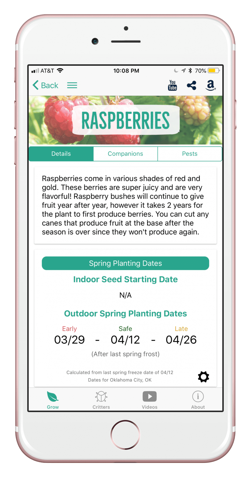Raspberries: How to Grow and When to Plant in Your Backyard or Patio ...