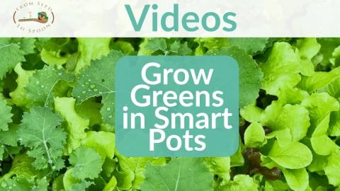 How to Grow Greens in Smart Pots – From Seed to Spoon Vegetable Garden ...