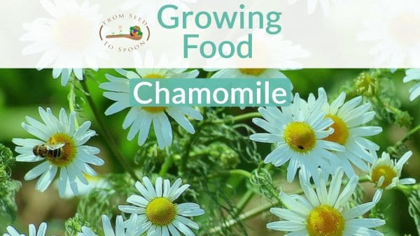 Chamomile: How to Grow and When to Plant in Your Backyard or Patio ...