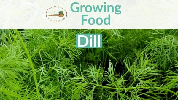 Dill: How to Grow and When to Plant in Your Backyard or Patio Garden ...
