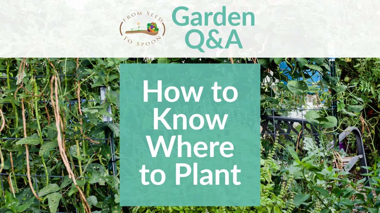 Q&A: How to Know Where to Plant - From Seed to Spoon Vegetable Garden ...
