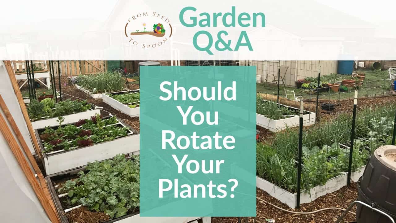 Q&A: Can You Plant in the Same Place Every Year or Do I Need to Rotate ...