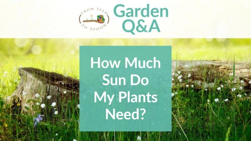 Q&A: How Do I Know How Much Sunlight Vegetables, Fruits & Herbs Require ...