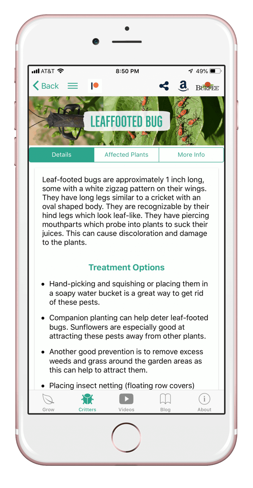 Insect Pest Control: How to Manage the Leaf-Footed Bug in Your Garden ...