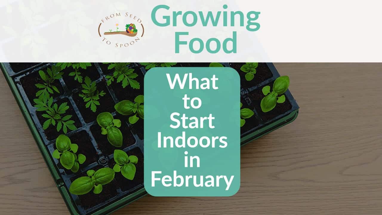 Growing Food in February: The Most Common Vegetable Seeds to Start ...