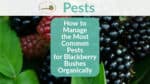 How to Manage the Most Common Pests for Blackberries Organically in ...