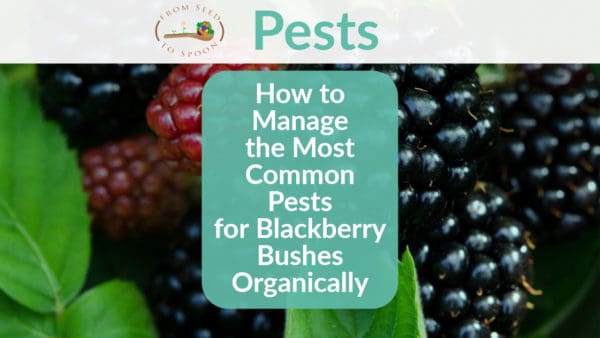 How to Manage the Most Common Pests for Blackberries Organically in ...
