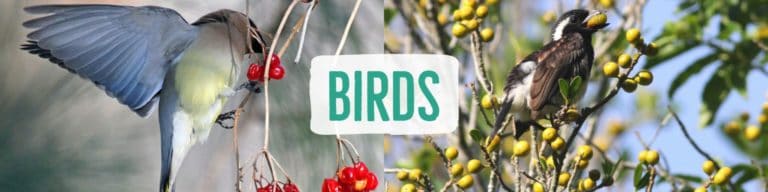 How to Manage the Most Common Pests for Raspberries Organically in Your ...