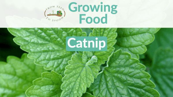Catnip: How to Grow and When to Plant in Your Backyard or Patio Garden ...