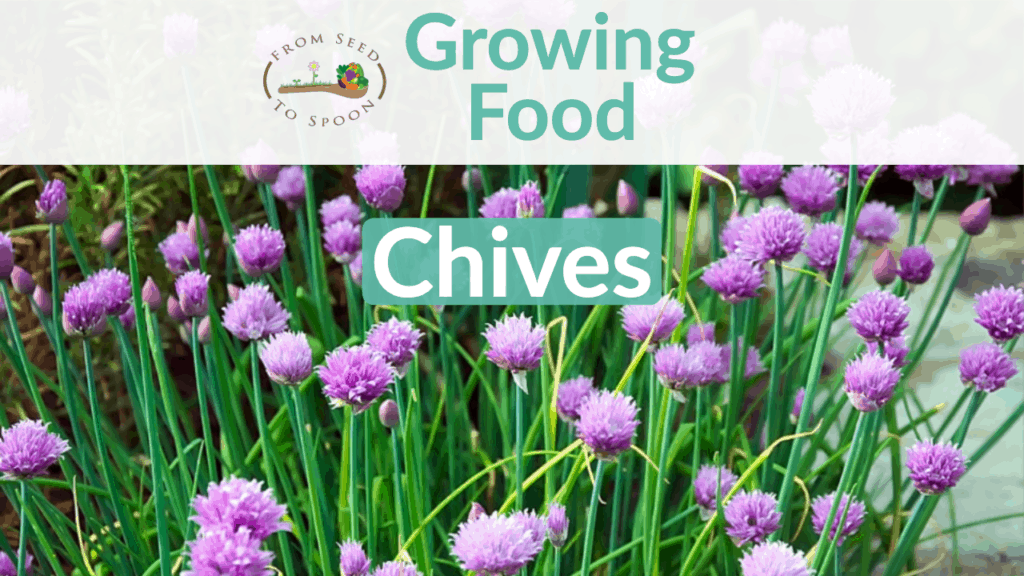 Chives: How to Grow and When to Plant in Your Backyard or Patio Garden ...