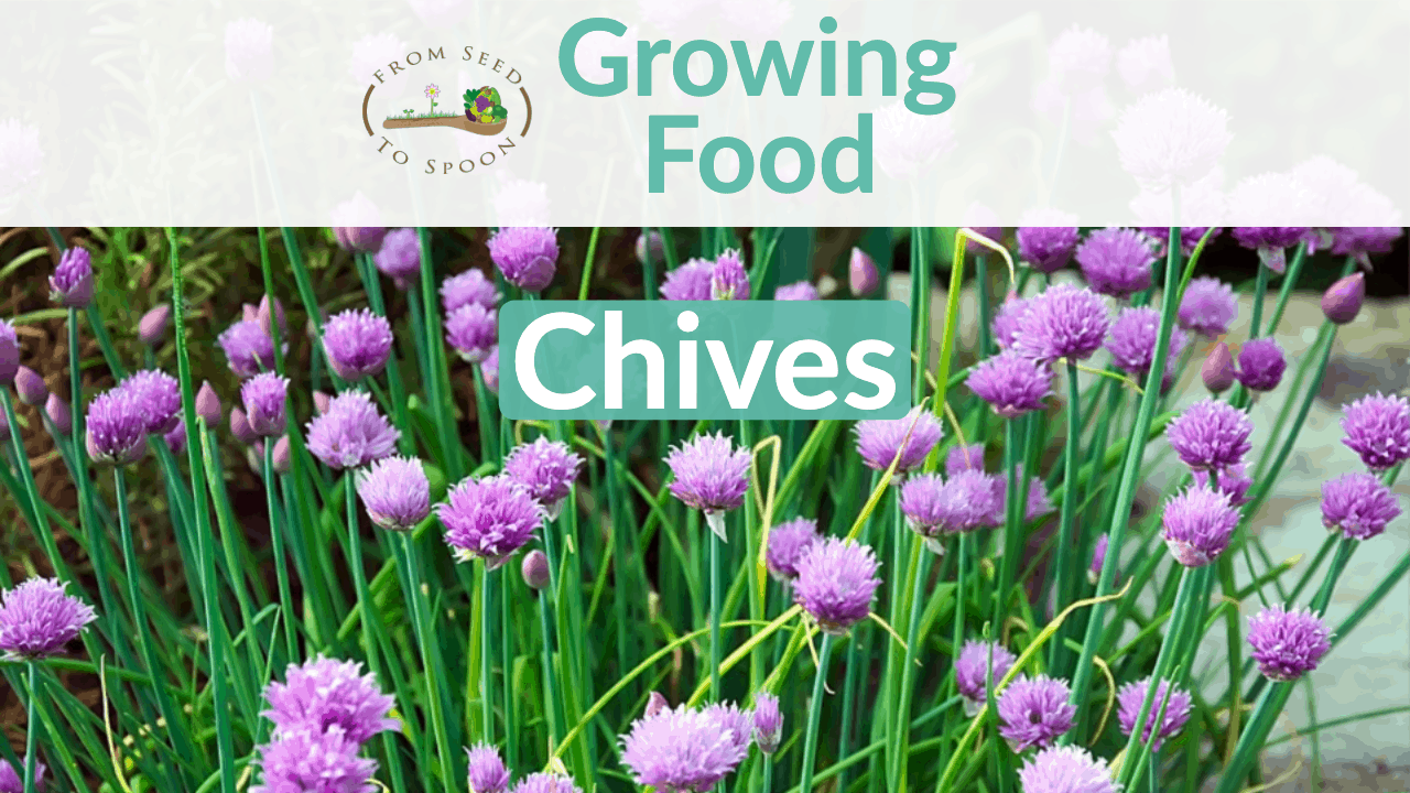 Chives: How to Grow and When to Plant in Your Backyard or Patio Garden ...