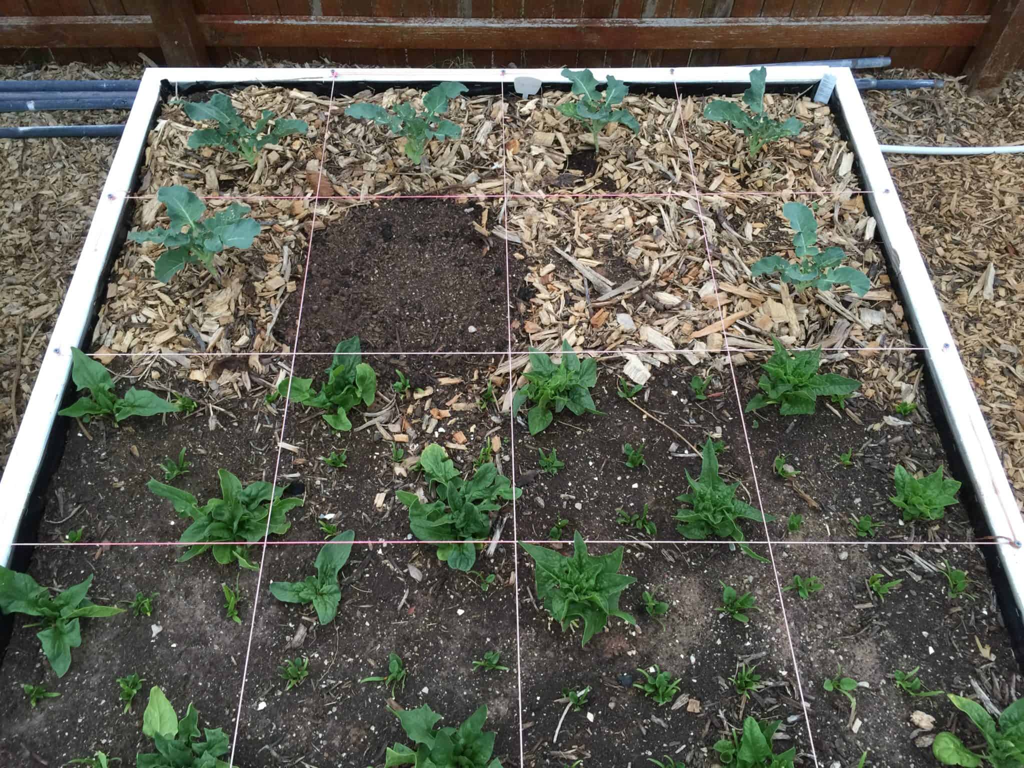 How We Use Square Foot Gardening to Maximize Our Planting Space in Our ...