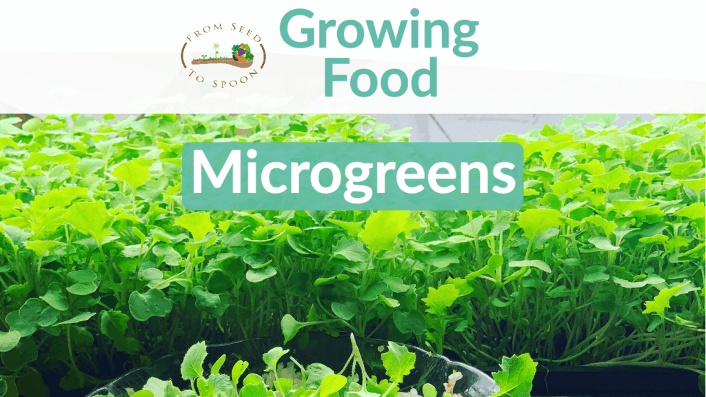 How We Grow and Use Microgreens to Super Charge Our Meals With Extra ...