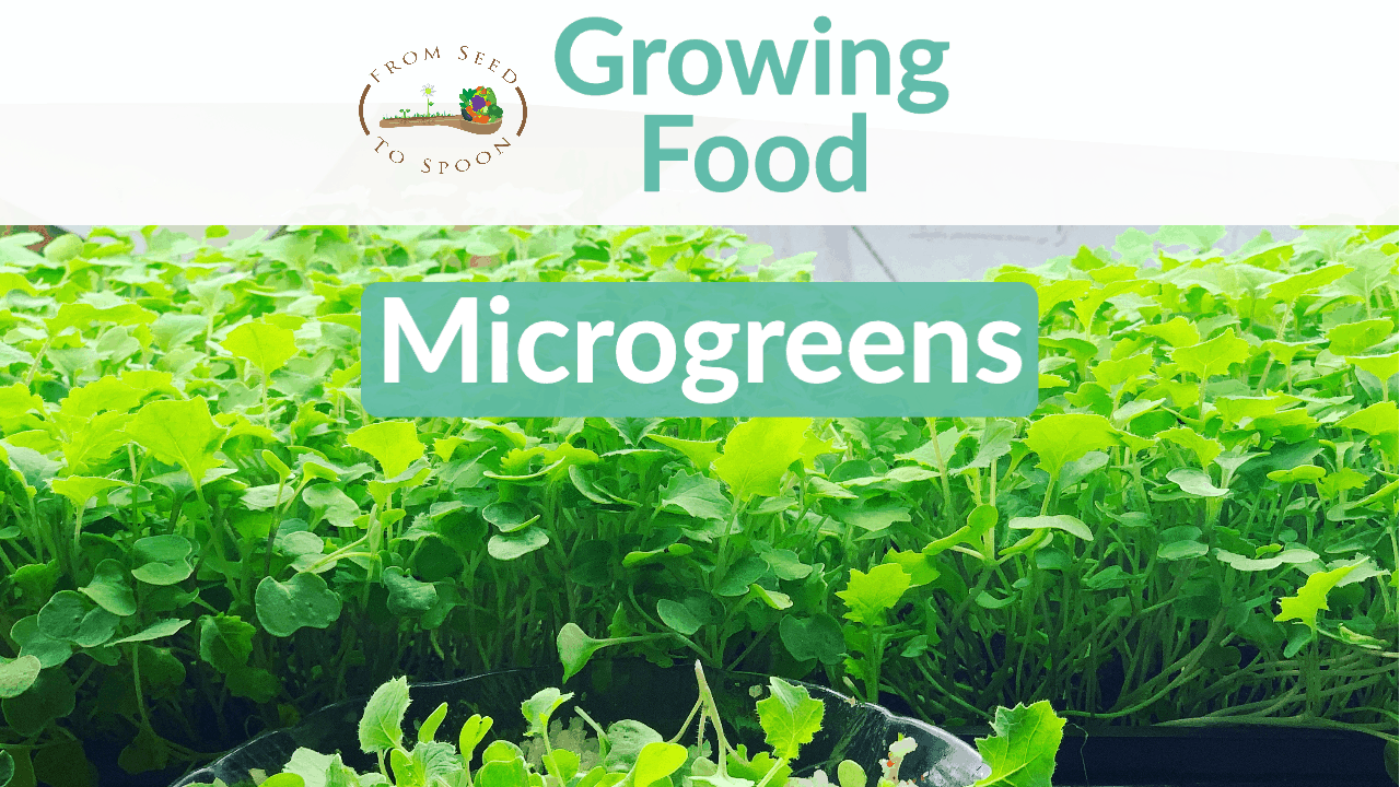 How We Grow and Use Microgreens to Super Charge Our Meals With Extra ...