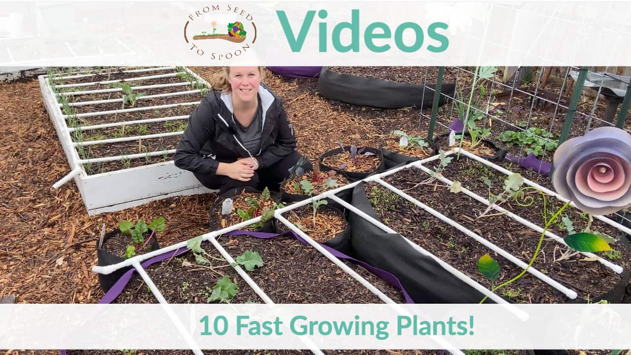 Video: 10 Fast-Growing Plants You Can Start Growing Today and Eat ...