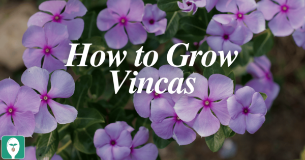 The Ultimate Guide to Growing Vinca: Care Tips, Pests, and Companion ...
