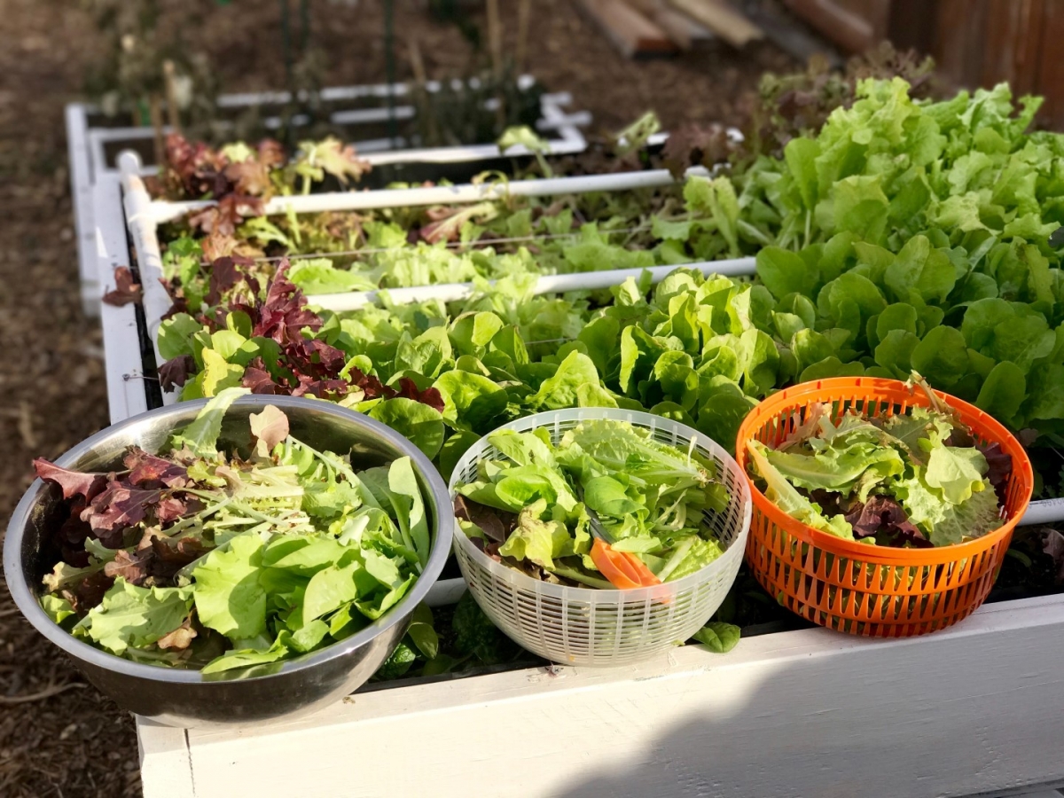 How We Harvest Lettuce – From Seed to Spoon Vegetable Garden Planner ...